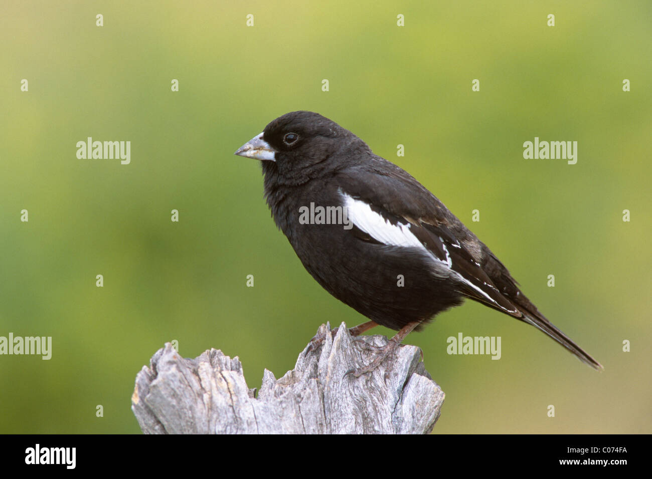 Lark bunting bird hi-res stock photography and images - Alamy