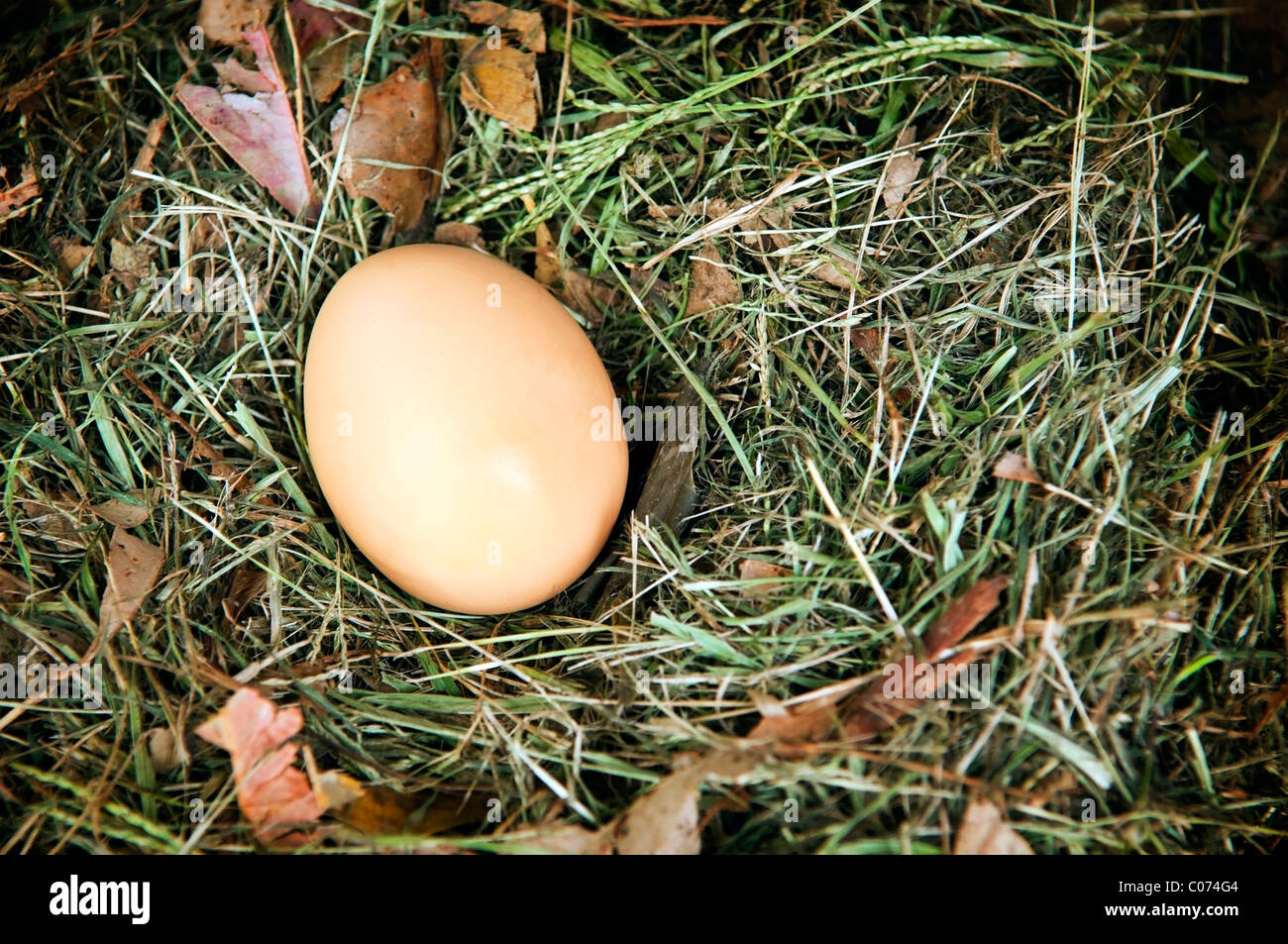 Chicken nest egg hi-res stock photography and images - Alamy