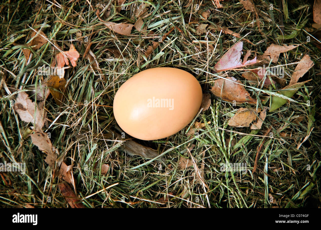 Laid a single egg hi-res stock photography and images - Alamy
