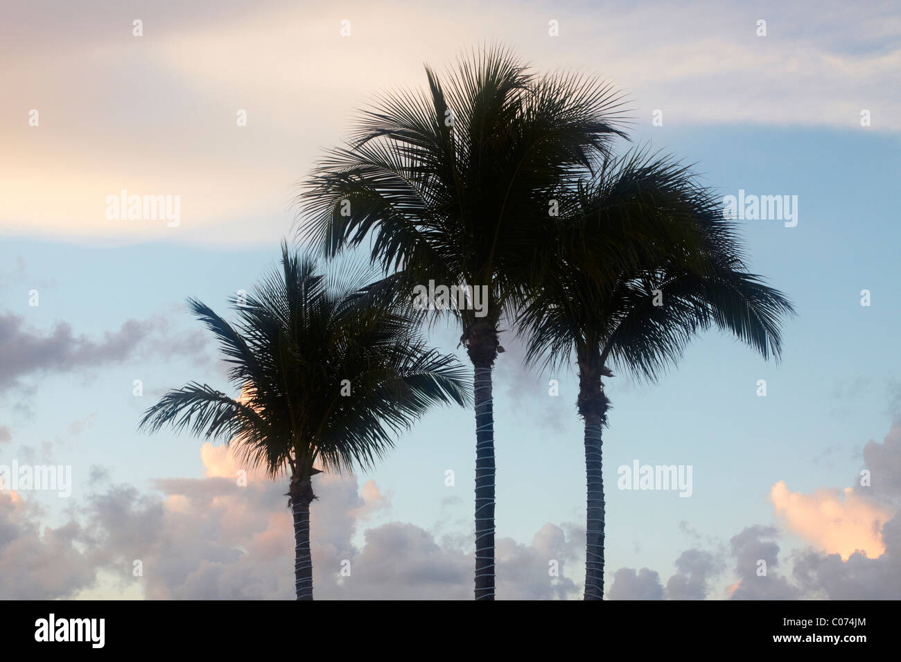 Morning palm trees hi-res stock photography and images - Alamy