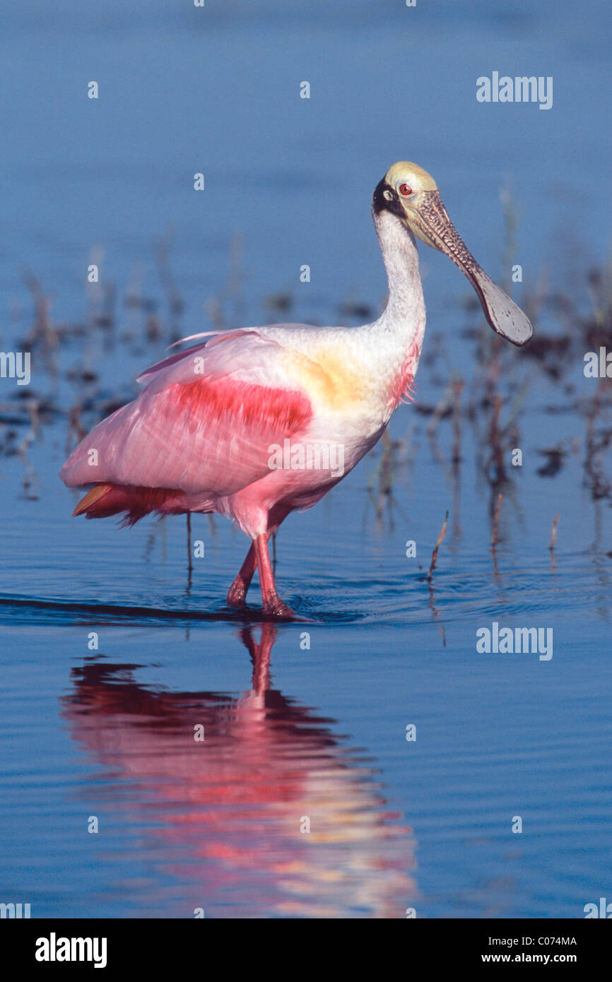 Spoonbill hi-res stock photography and images - Alamy