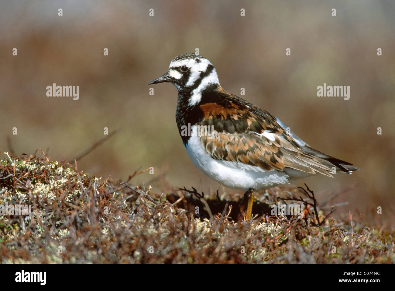 Ruddy Turnstone on Tundra in Alaska Stock Photo - Alamy