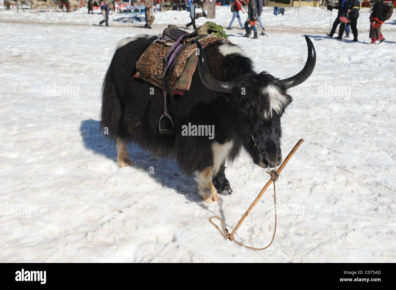 Yak in the Snow, Manali, India Stock Photo - Alamy
