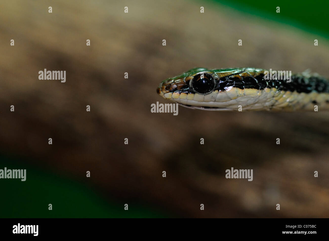 Common Bronzeback Dendrelaphis pictus snake head Stock Photo - Alamy