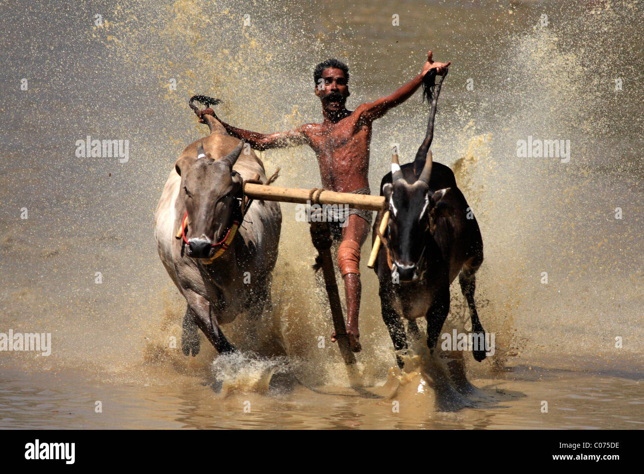maramadi or cattle race in palakad,kerala,India Stock Photo - Alamy