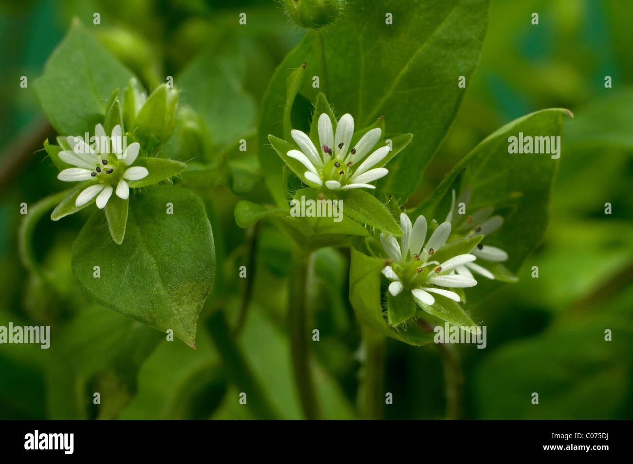 Common Chickweed (Stellaria media), flowering Stock Photo - Alamy