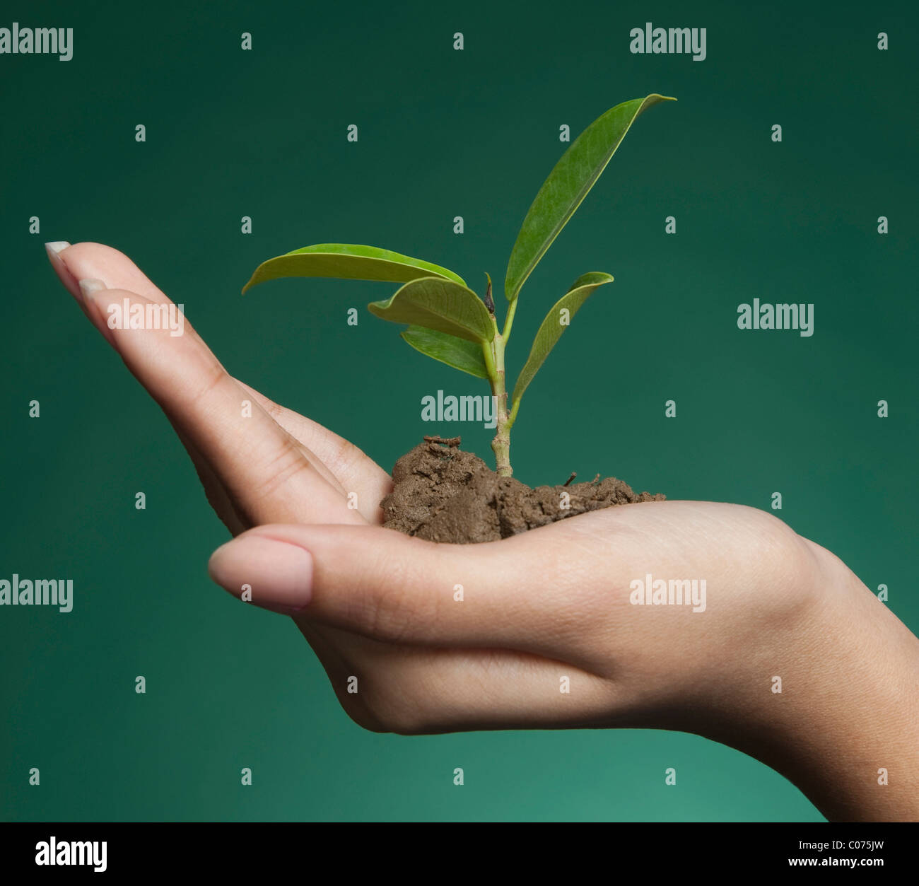 Woman's hand holding a seedling Stock Photo - Alamy