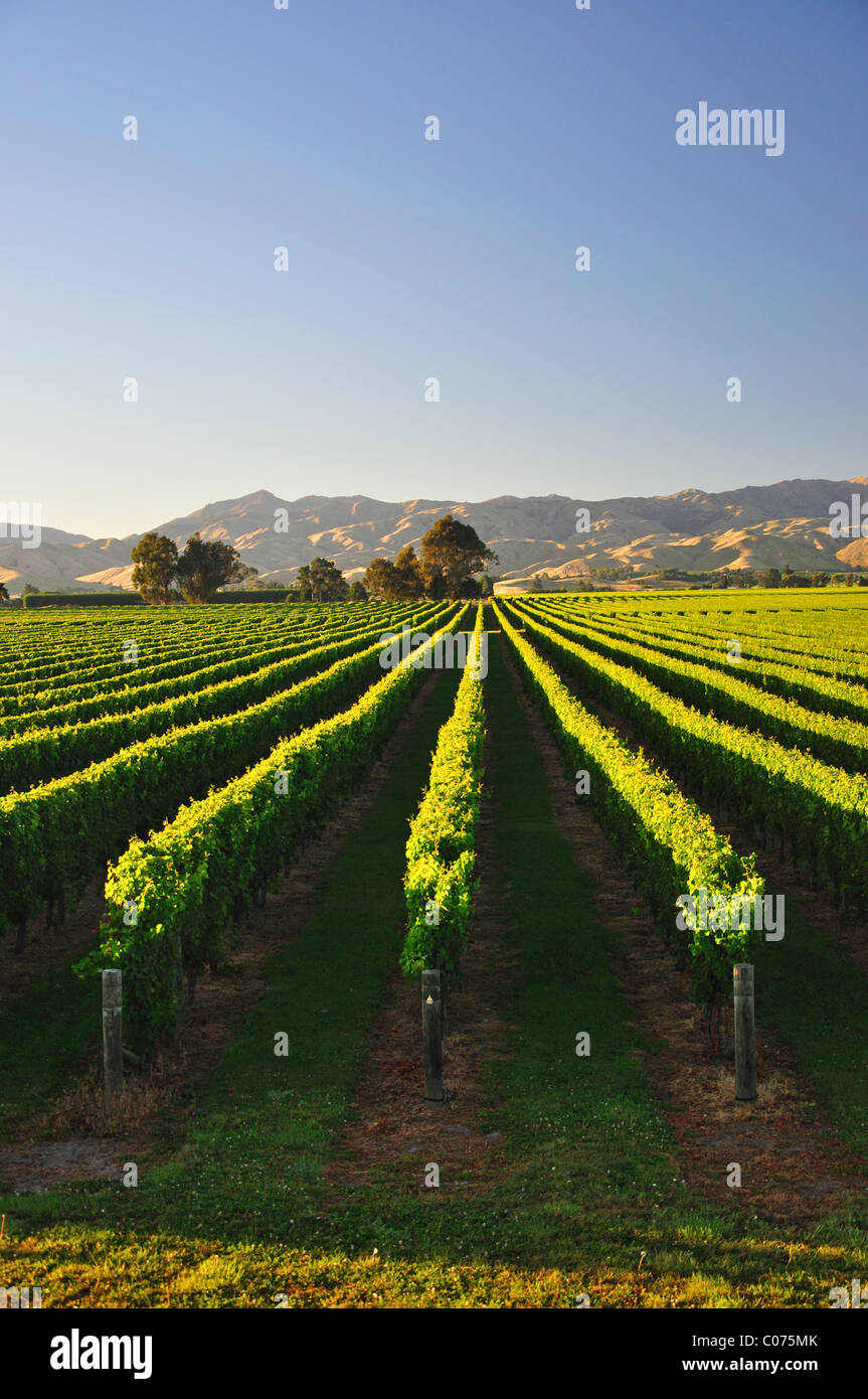 Vineyard rows new zealand hi-res stock photography and images - Alamy