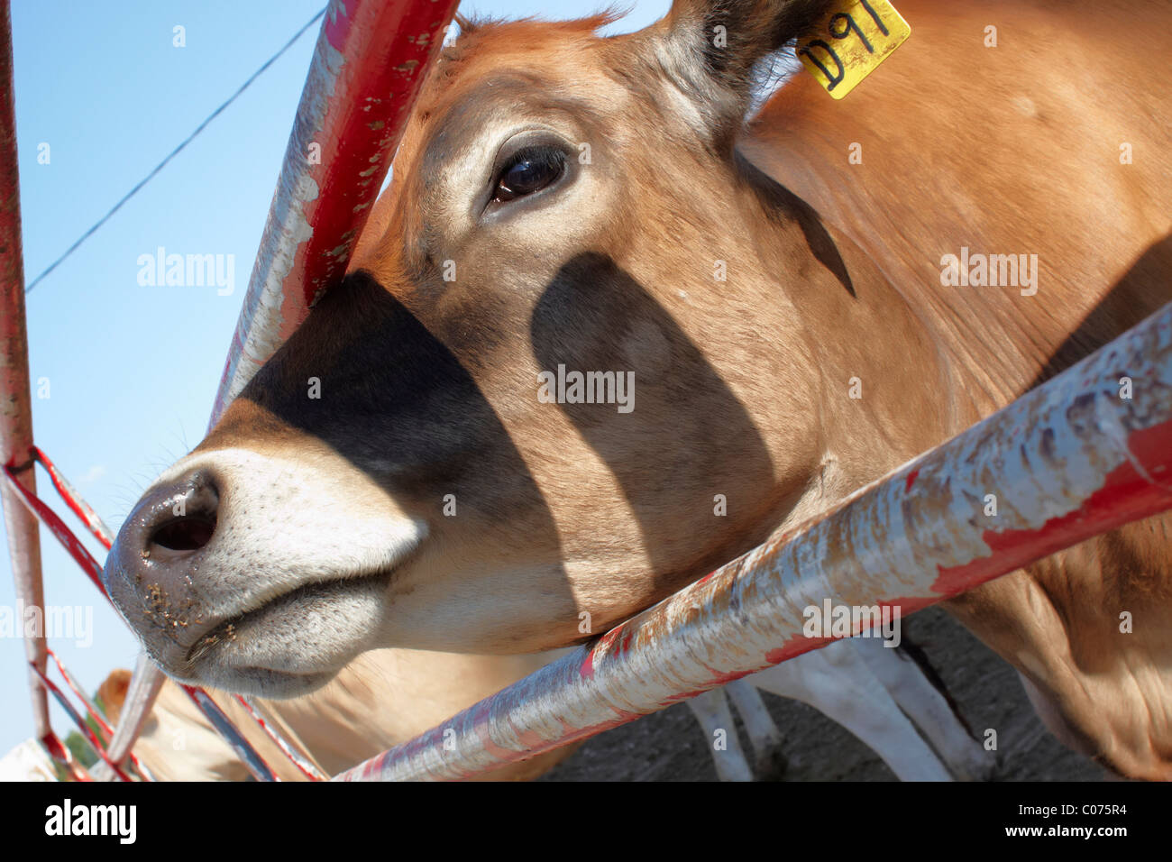 Dairy Springs High Resolution Stock Photography and Images - Alamy