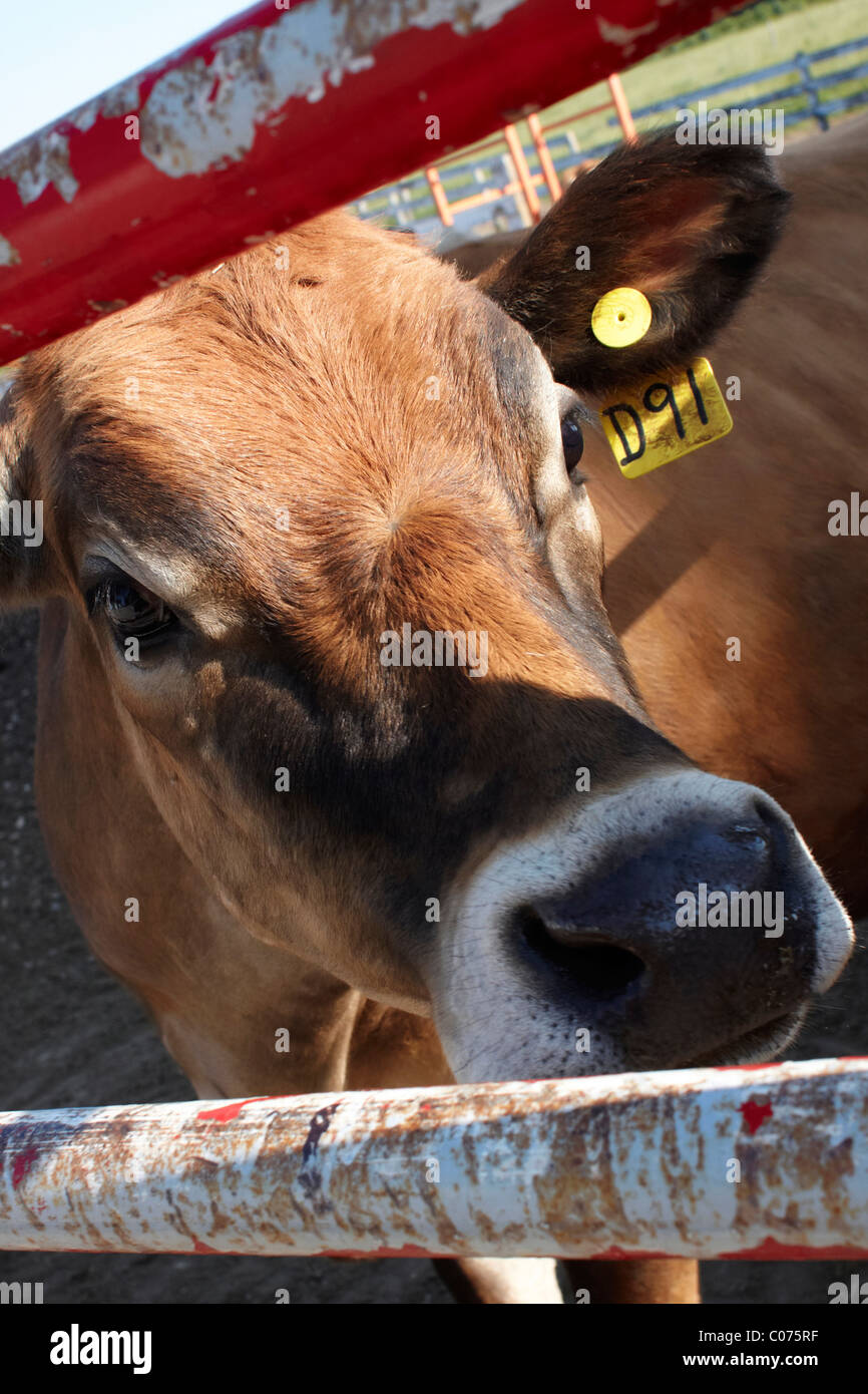 A cow up close Stock Photo - Alamy