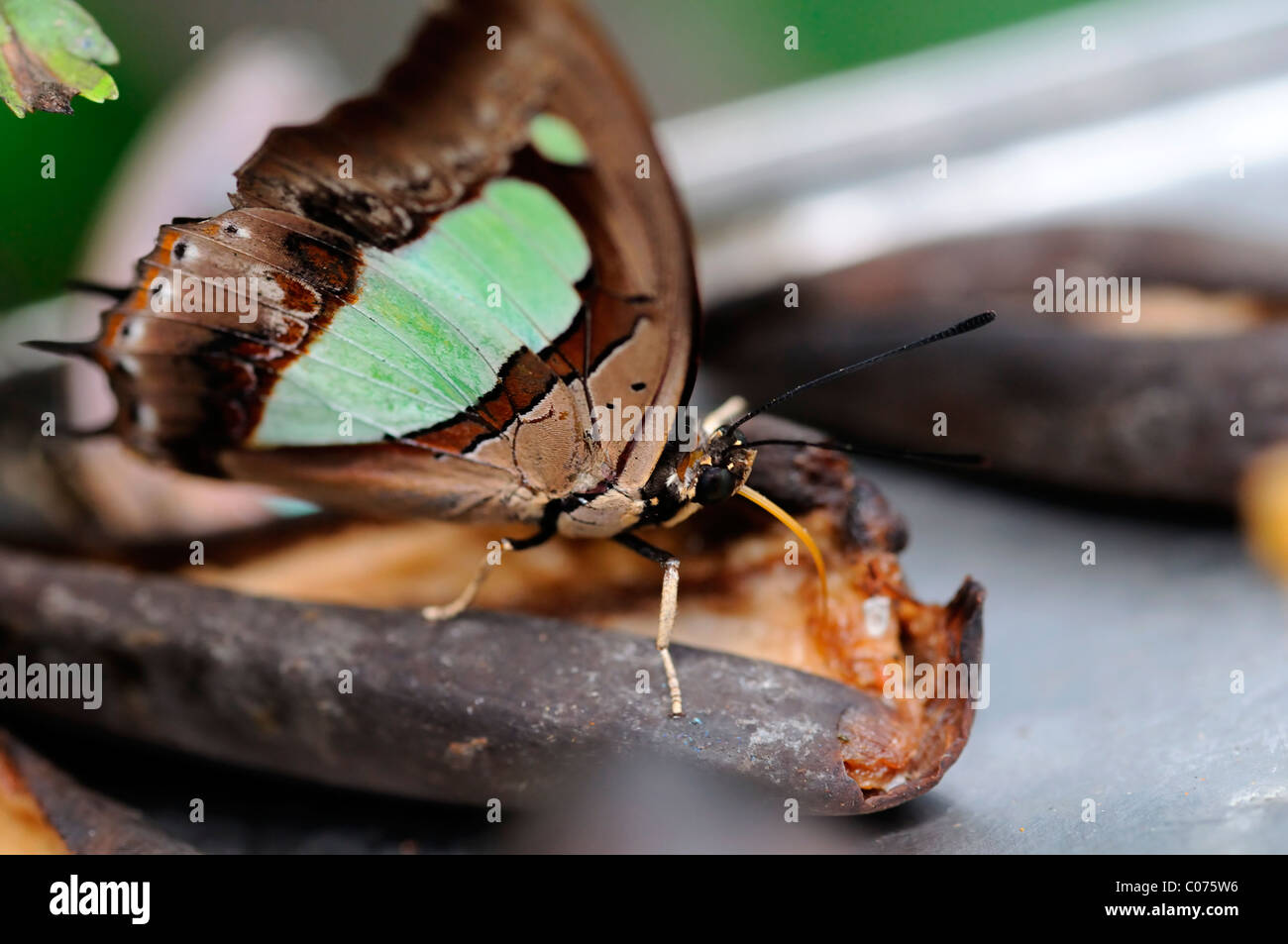 Common nawab Polyura agraria butterfly butterflies tropical subtropical ...