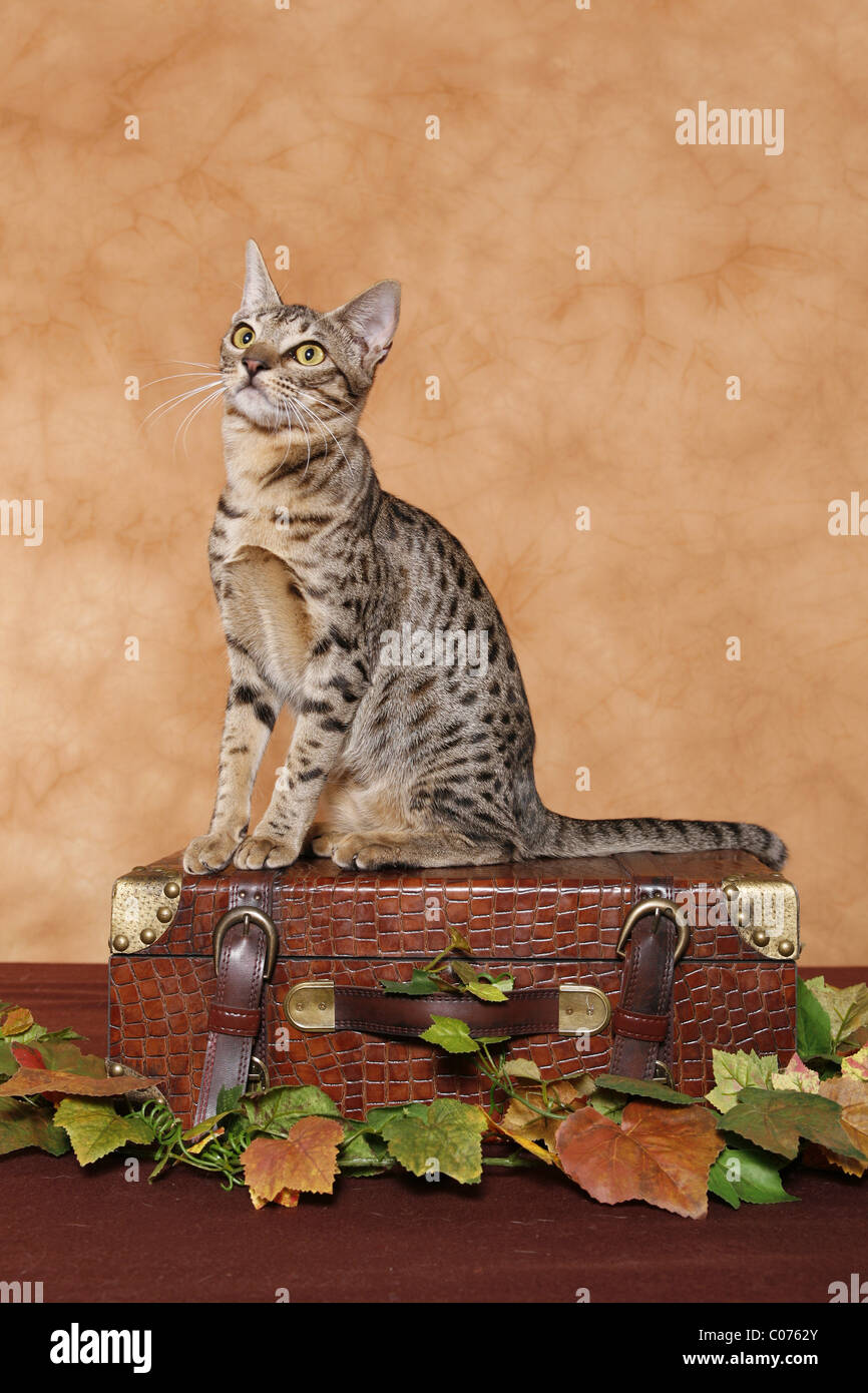 Ocicats hi-res stock photography and images - Alamy