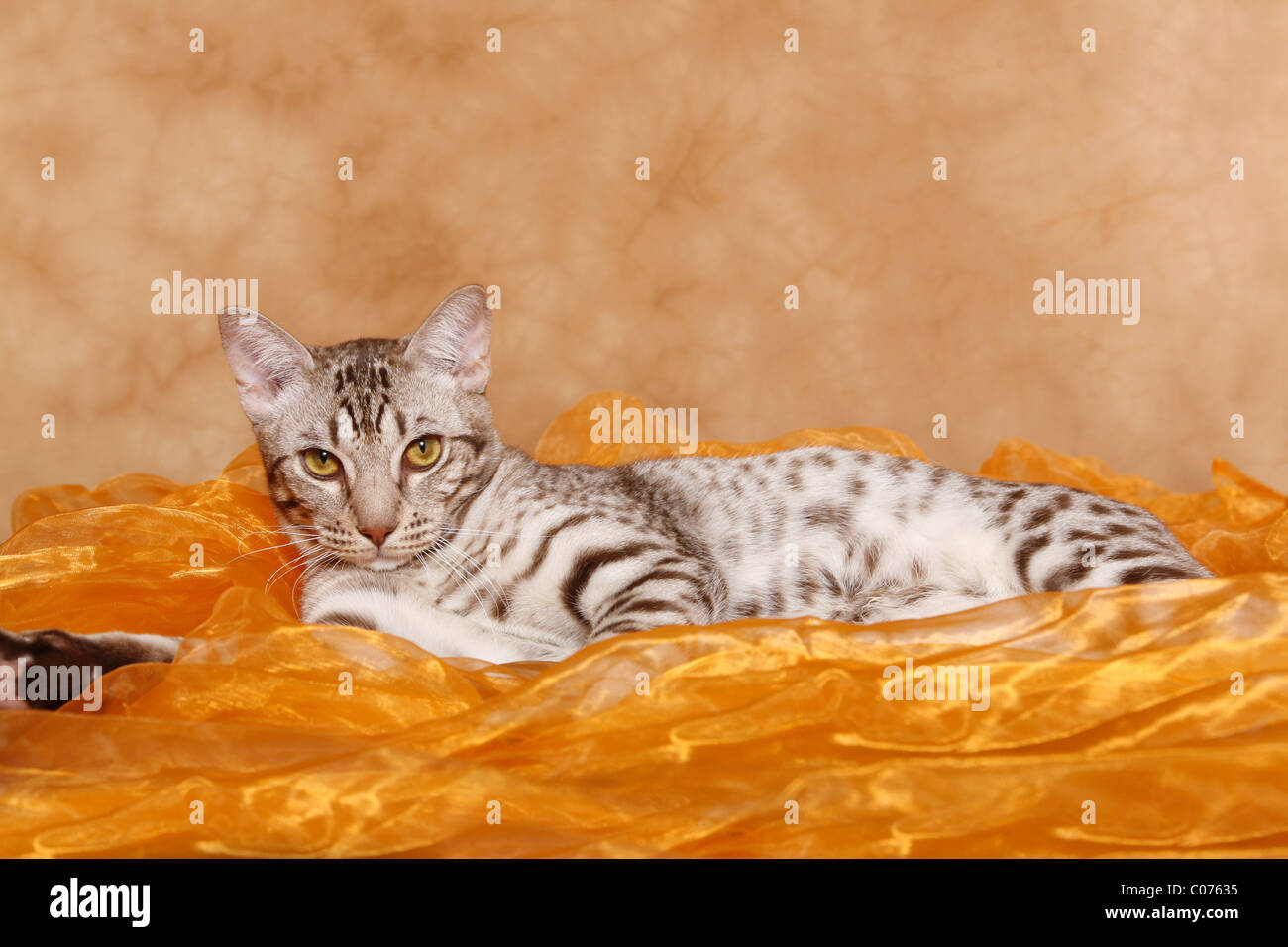 Ocicat Images