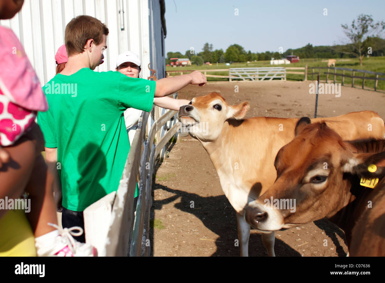 People petting cows Stock Photo - Alamy