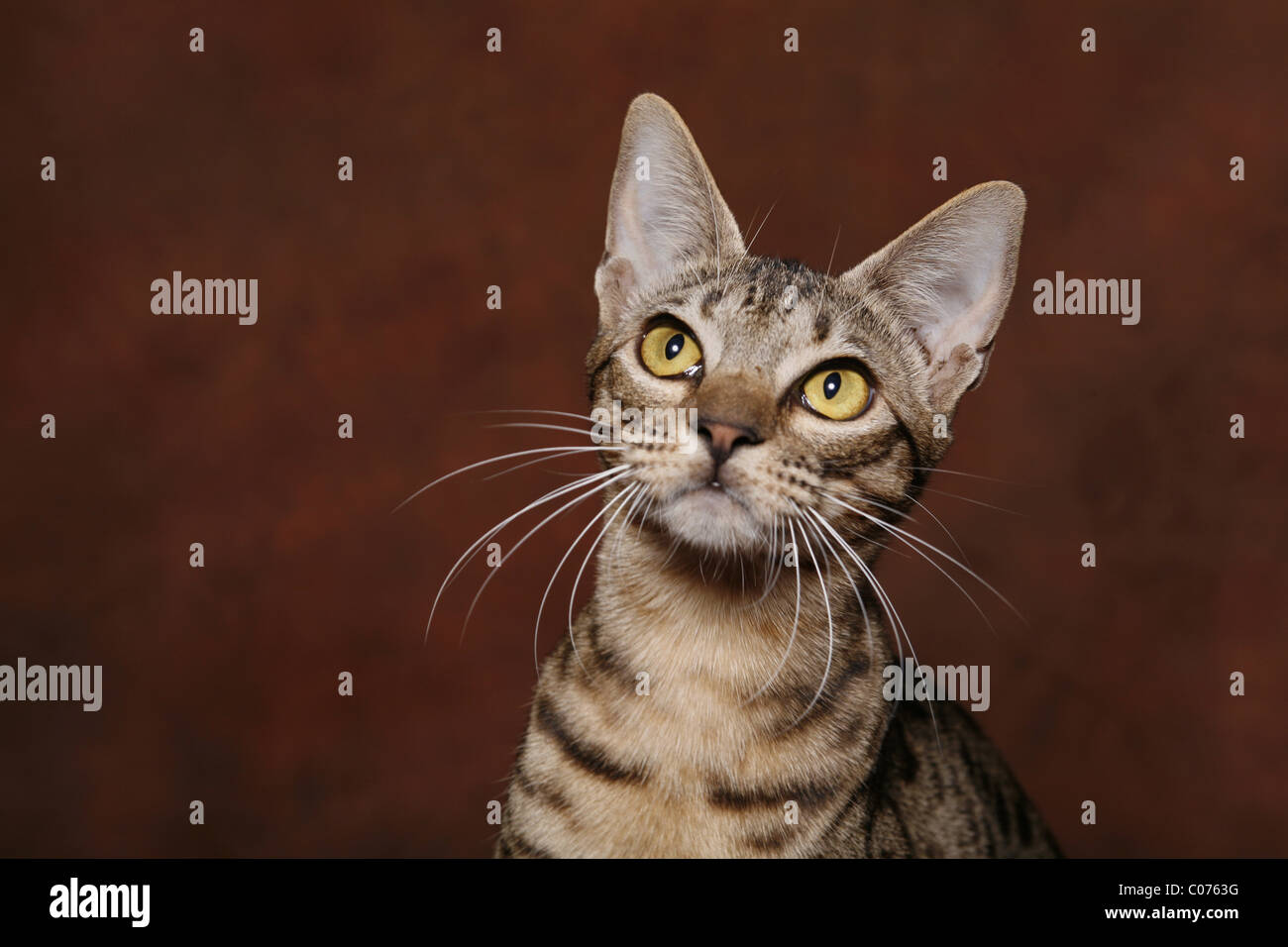 Ocicats hi-res stock photography and images - Alamy