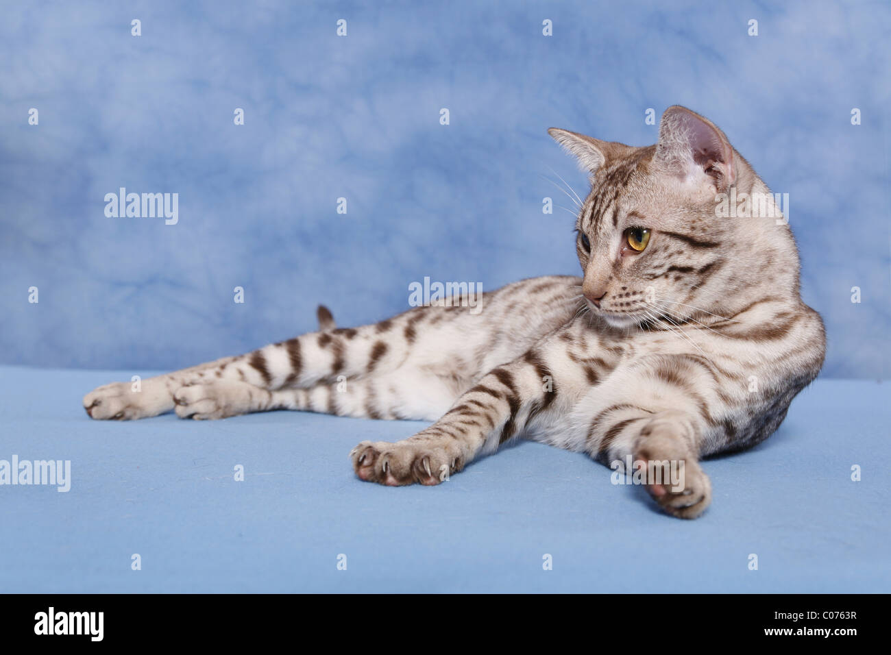 Blue Ocicat