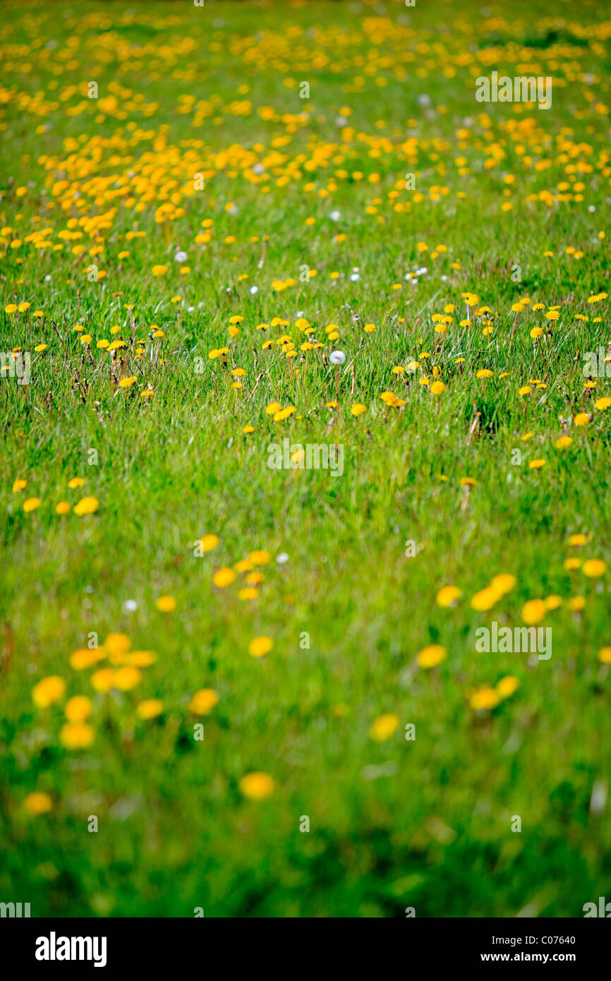 Field wild flowers western cape hi-res stock photography and images - Alamy