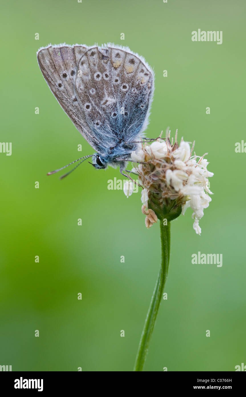 Mazarine blue butterfly hi-res stock photography and images - Alamy