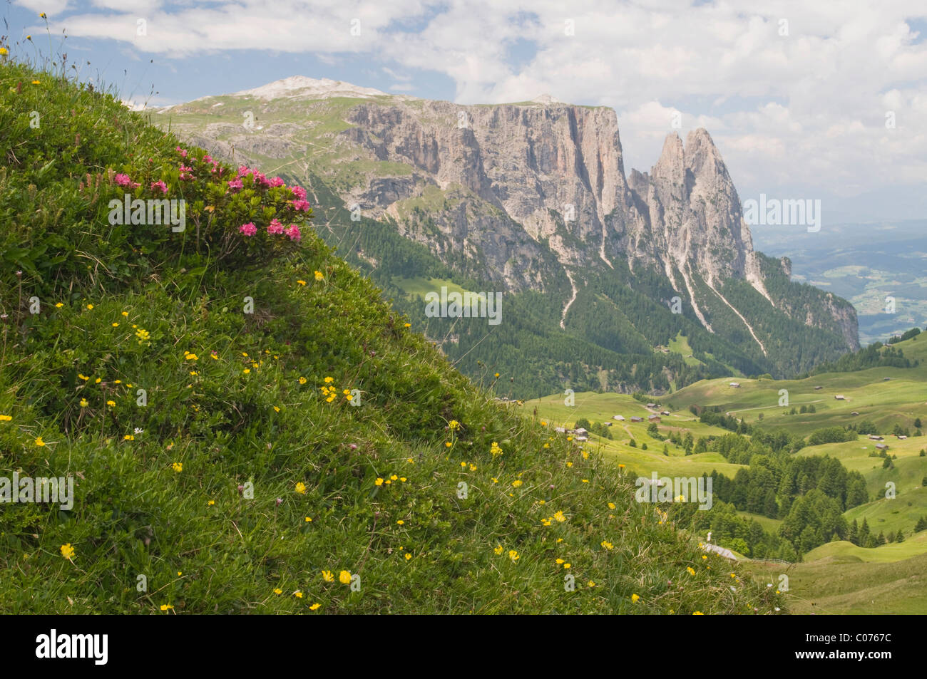 Alpenrose rhododendron ferrugineum ericaceae hi-res stock photography ...