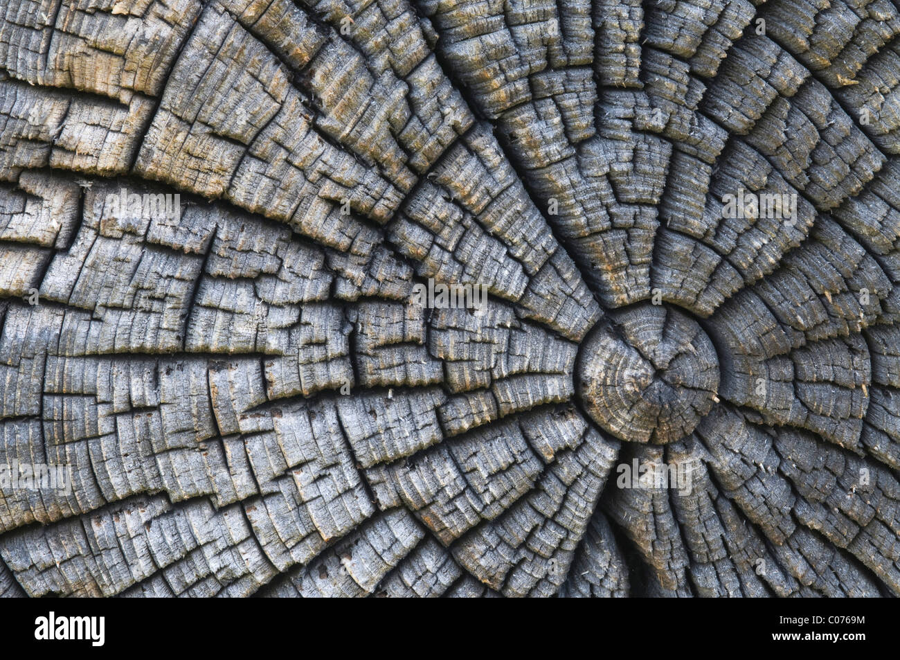 Old tree trunk Stock Photo - Alamy