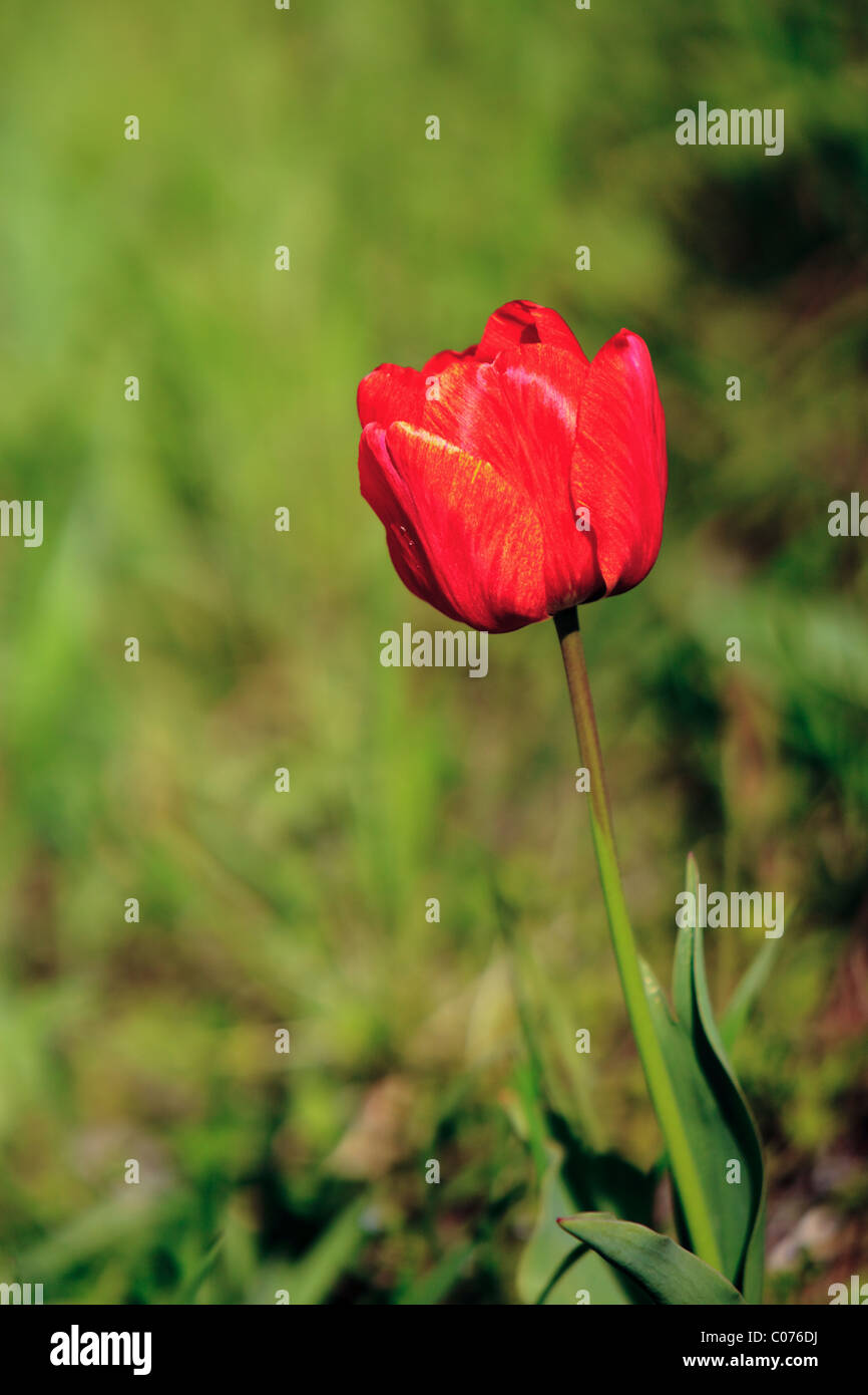 Close-up of single red tulip with green blurred background Stock Photo ...