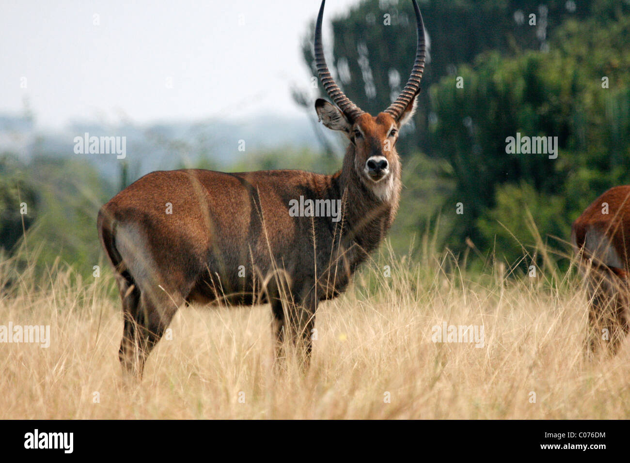 African Waterbuck