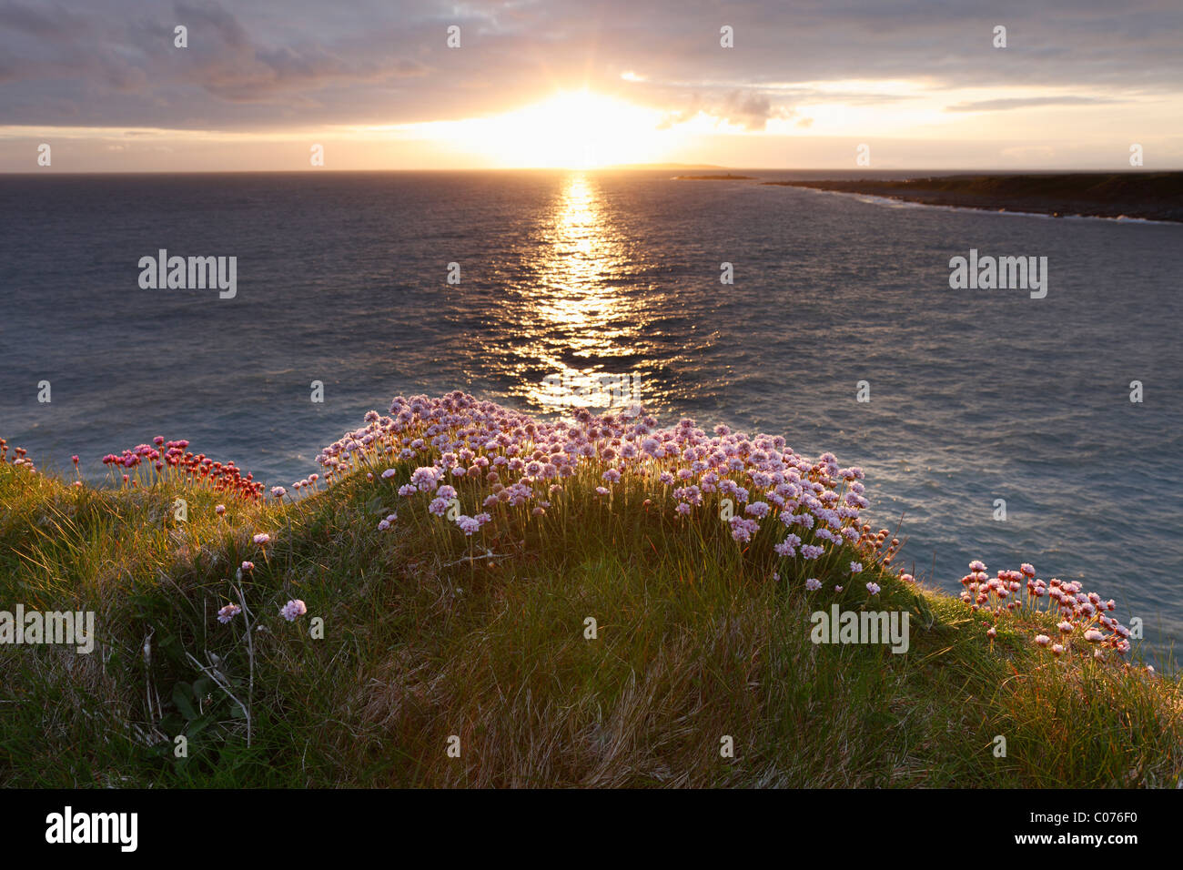 Marsh daisy hi-res stock photography and images - Alamy