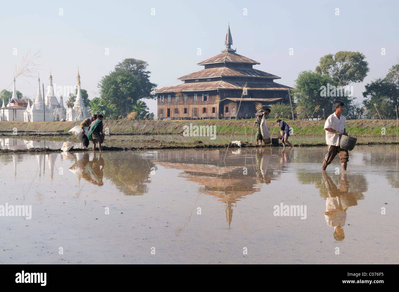 Farmer sowing in the rice fields hi-res stock photography and images ...