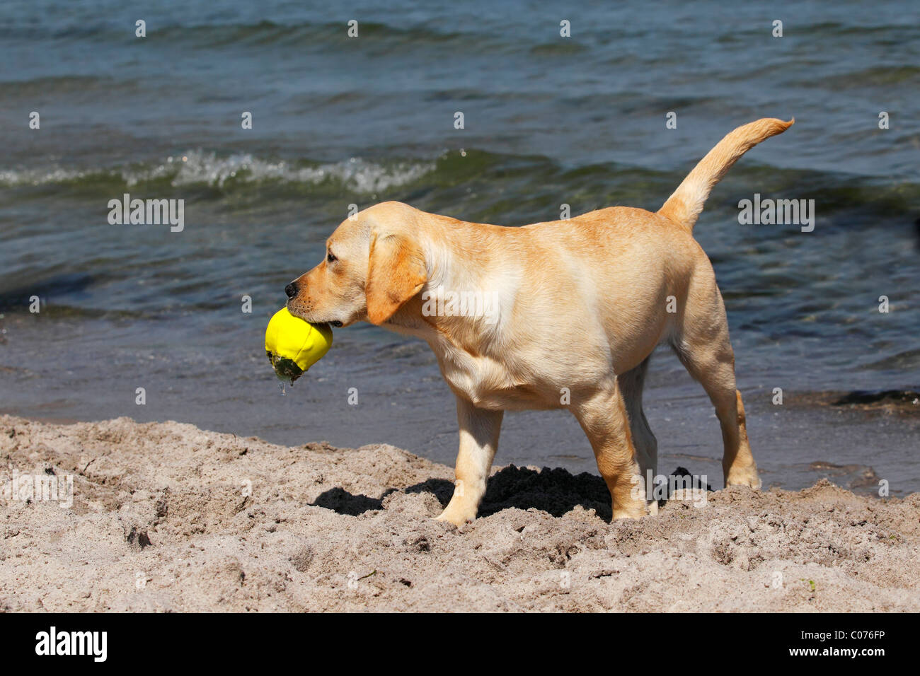 Yellow Labrador Retriever puppy playing, 4 months, retrieving a ball on ...