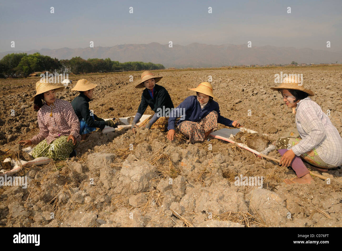 Female field workers loaded clods of earth on basic handbarrows with ...