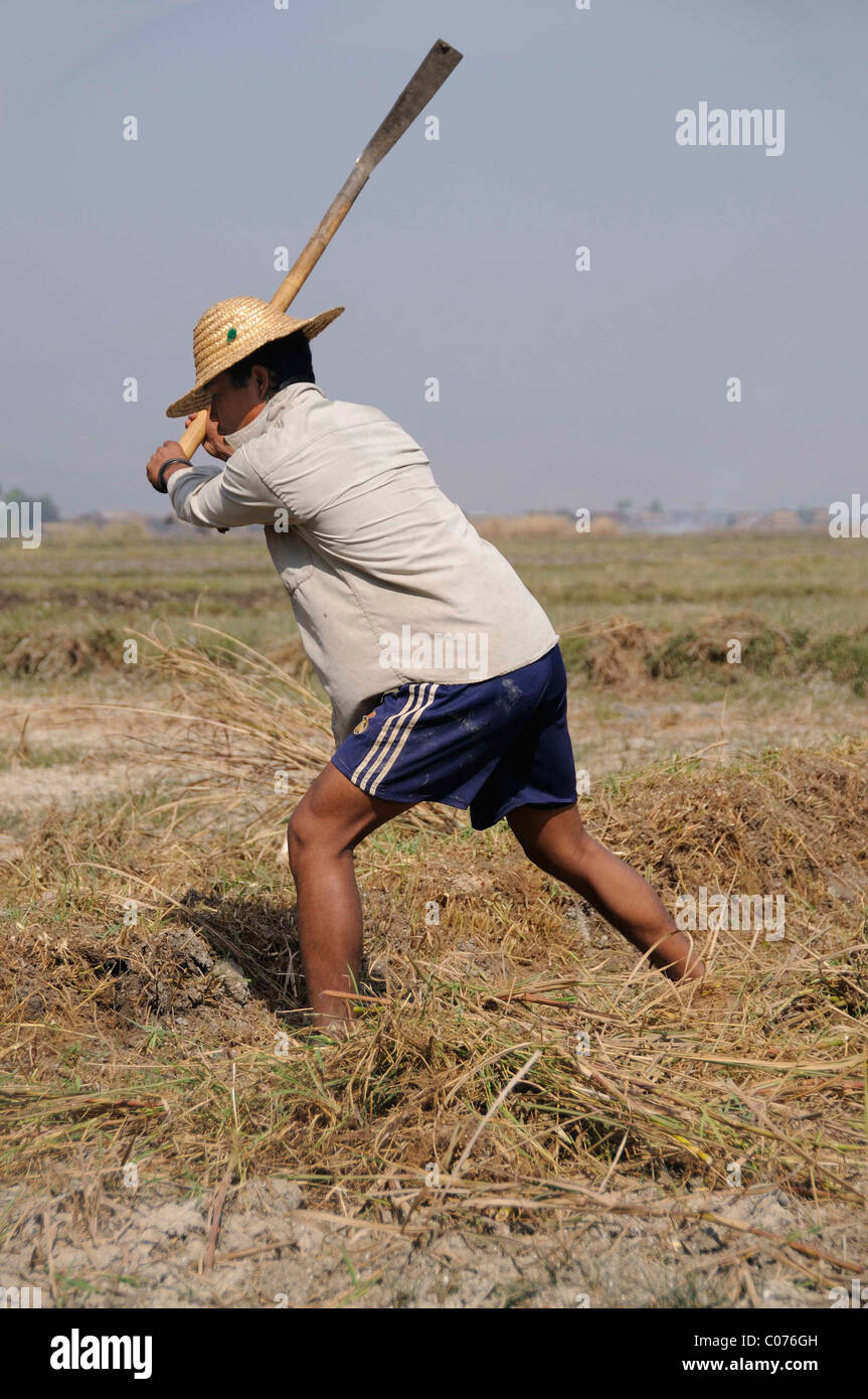 Farmer scything weeds on the slope of a paddy field, Nyaung Shwe, Inle ...