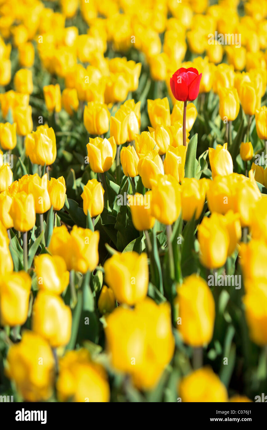 Field of yellow tulips with one red Stock Photo - Alamy