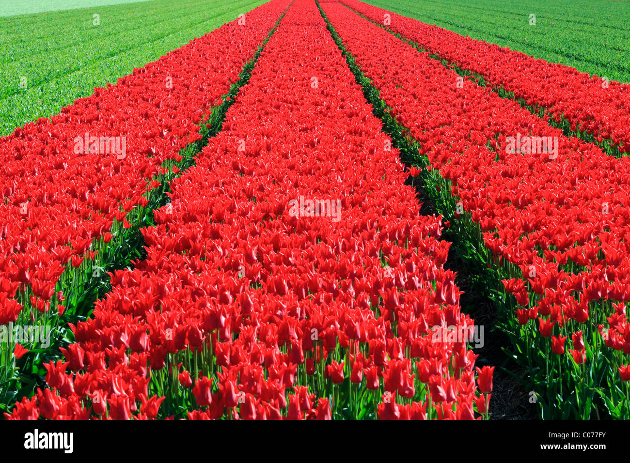 Field of red tulips Stock Photo - Alamy