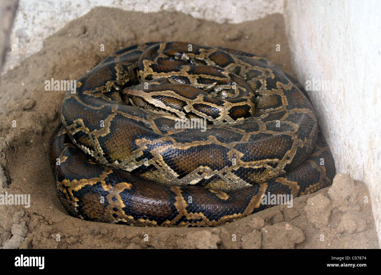 PREGNANT PYTHON PIGS OUT This monster python nearly lost her eggs and ...