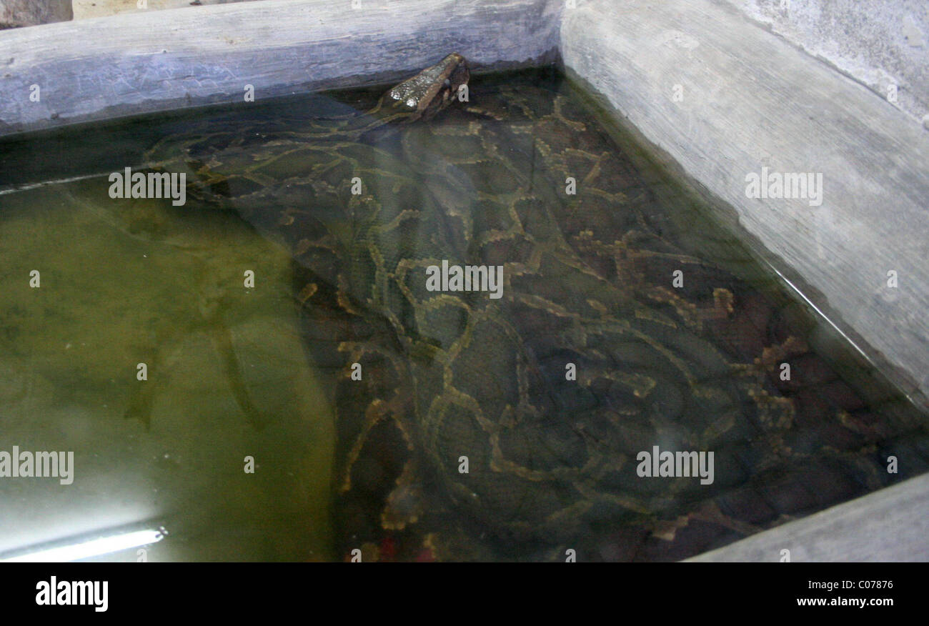 PREGNANT PYTHON PIGS OUT This monster python nearly lost her eggs and ...