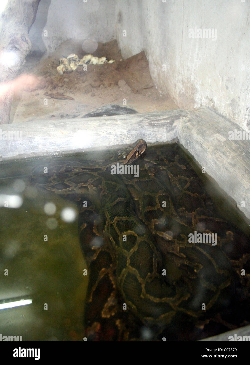 PREGNANT PYTHON PIGS OUT This monster python nearly lost her eggs and ...