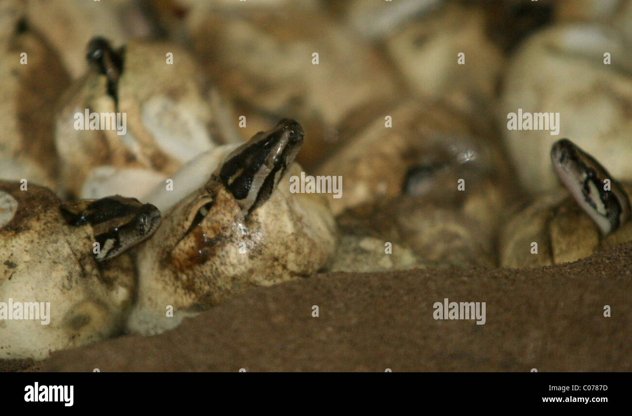 PREGNANT PYTHON PIGS OUT This monster python nearly lost her eggs and ...