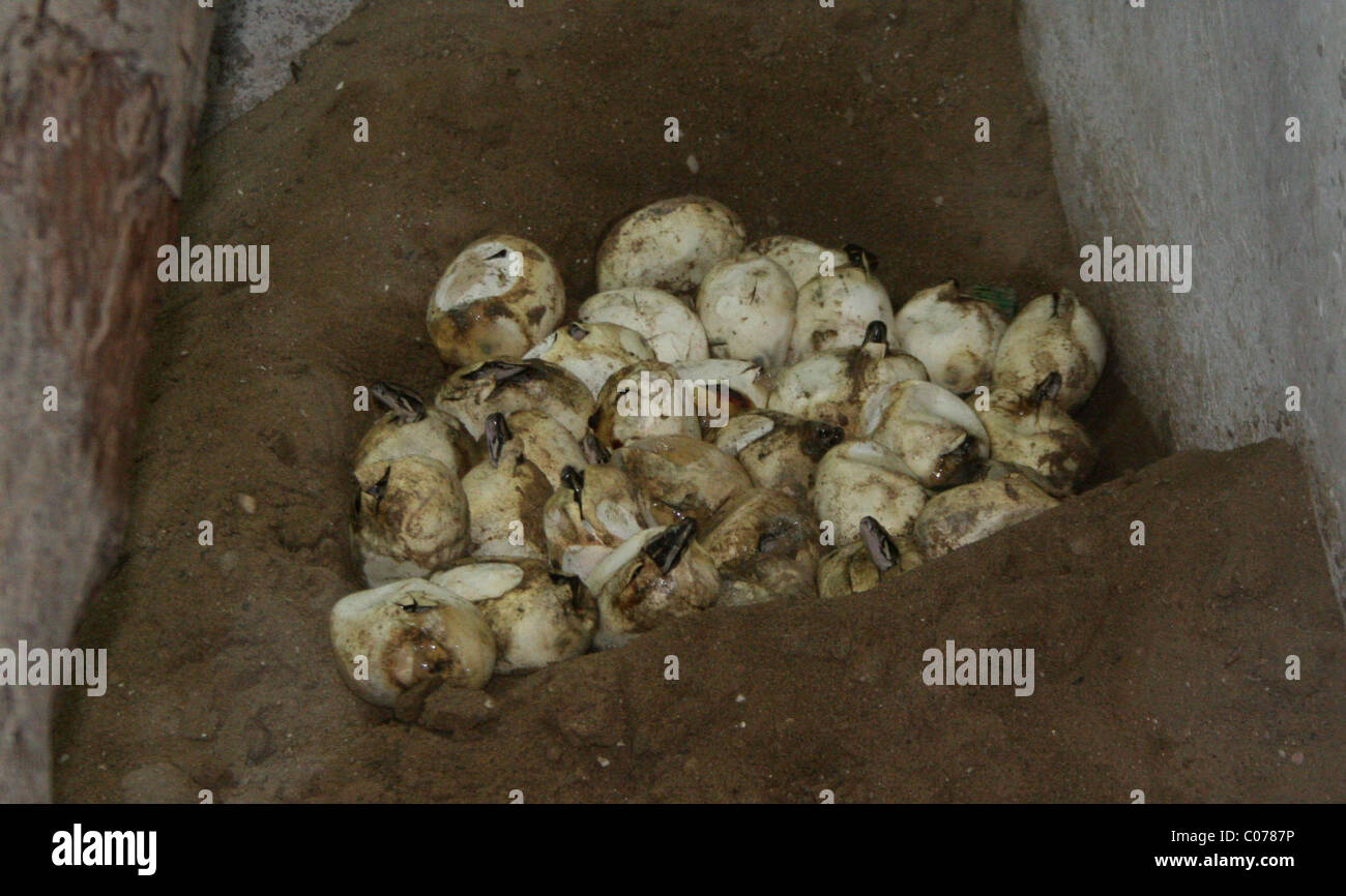 PREGNANT PYTHON PIGS OUT This monster python nearly lost her eggs and ...