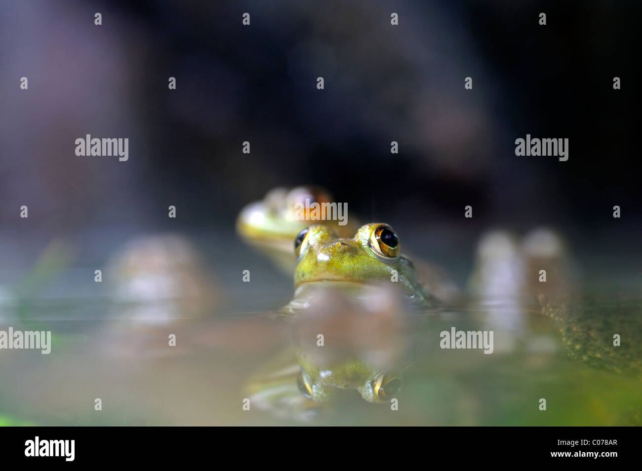 Close up of the eyes of a Common Frog in a pond view viewpoint water ...