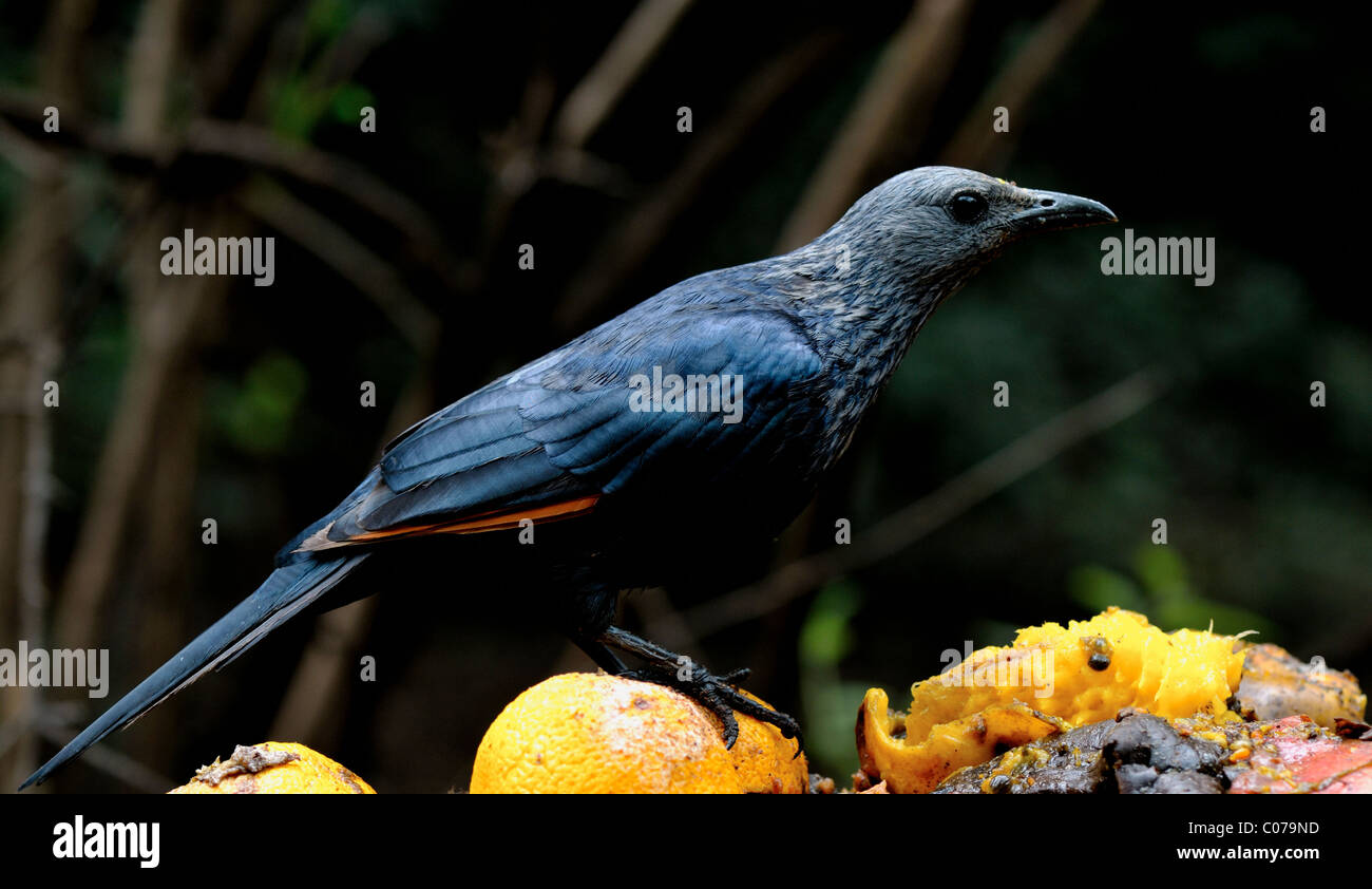 African starling hi-res stock photography and images - Alamy