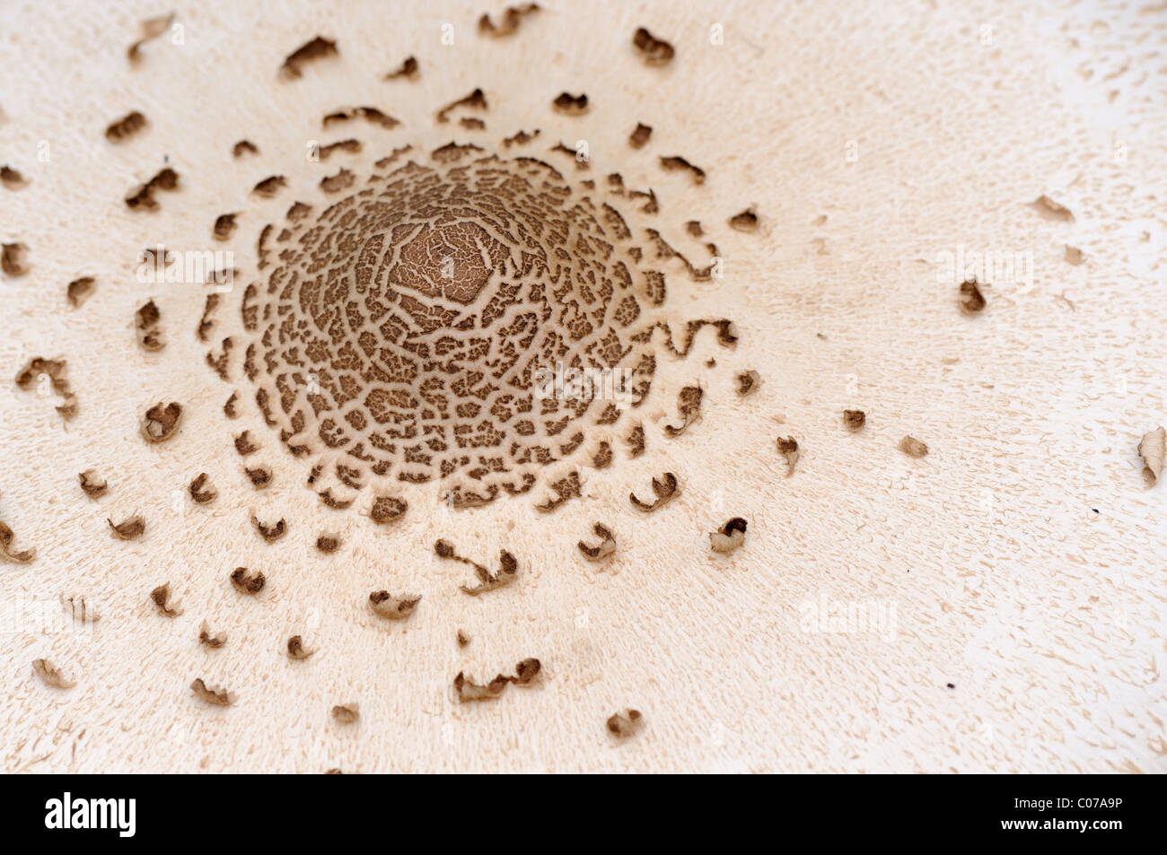 Mushroom pattern hi-res stock photography and images - Alamy