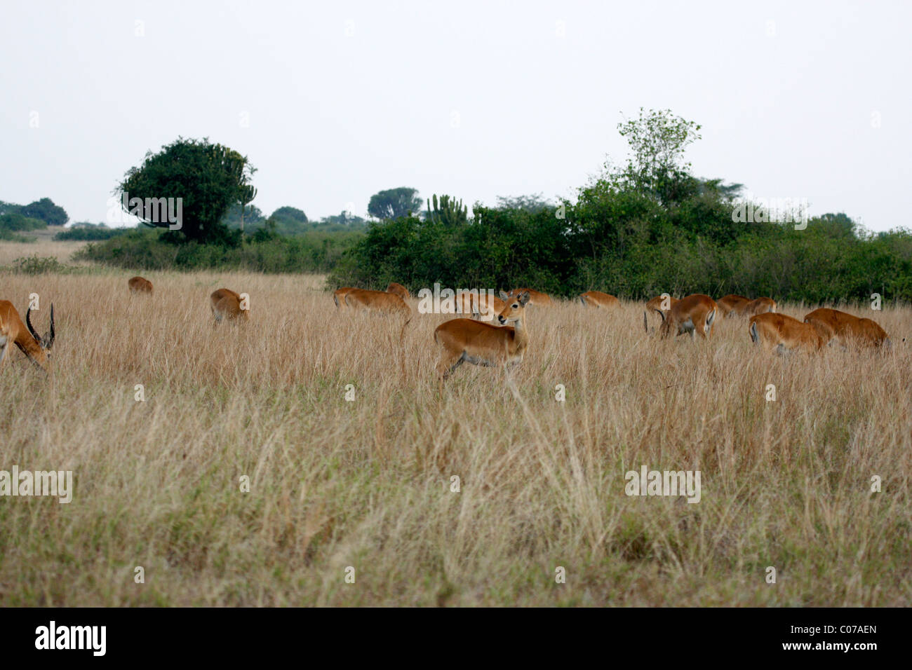 Male uganda kob hi-res stock photography and images - Alamy