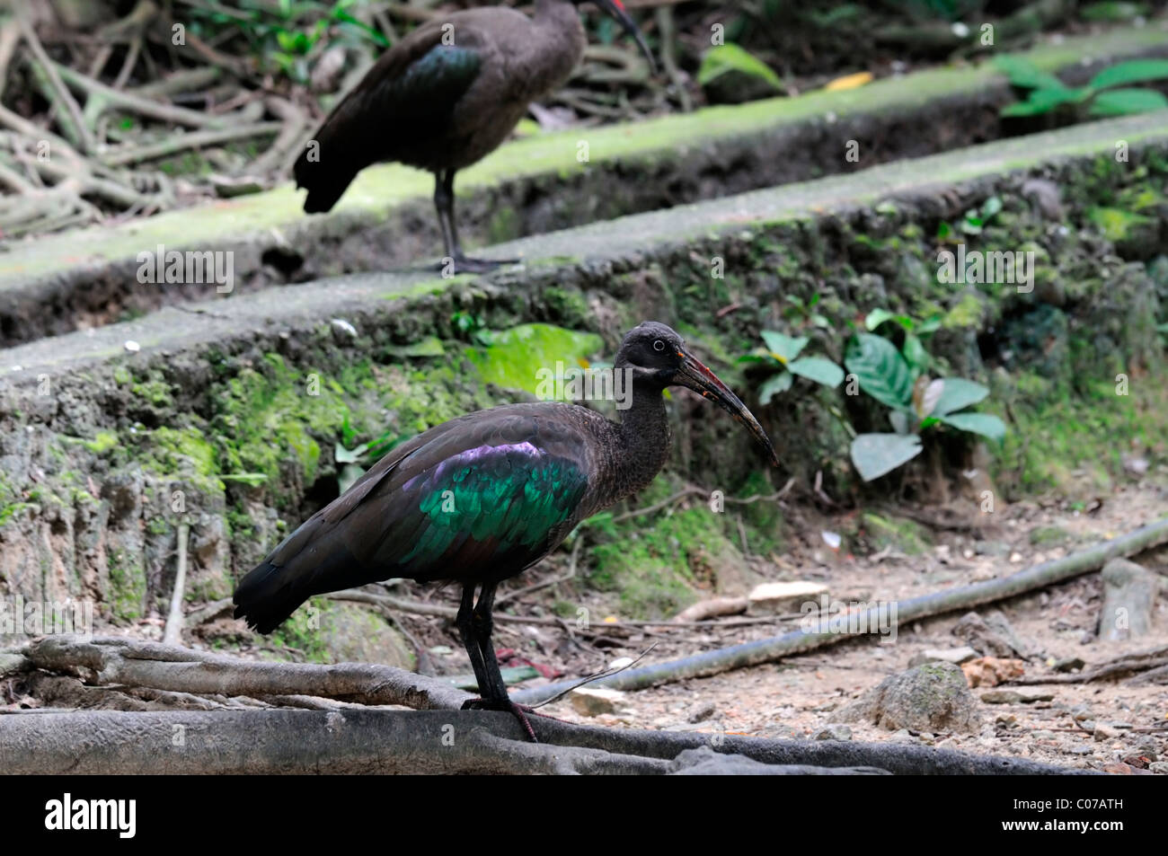 ibis Kl kuala lumpur bird park malaysia aviary Stock Photo - Alamy