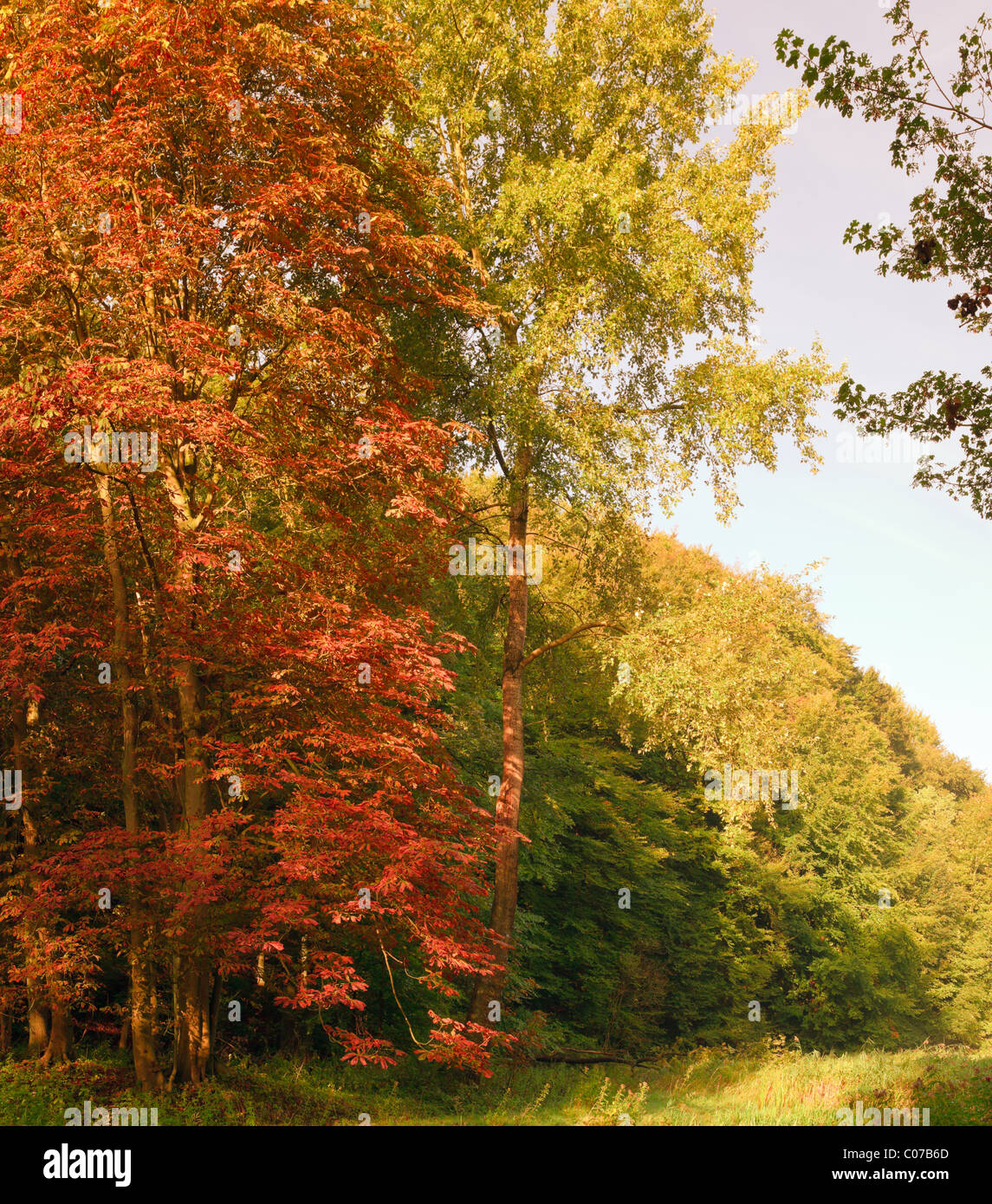 Forest with orange autumn tree Stock Photo - Alamy