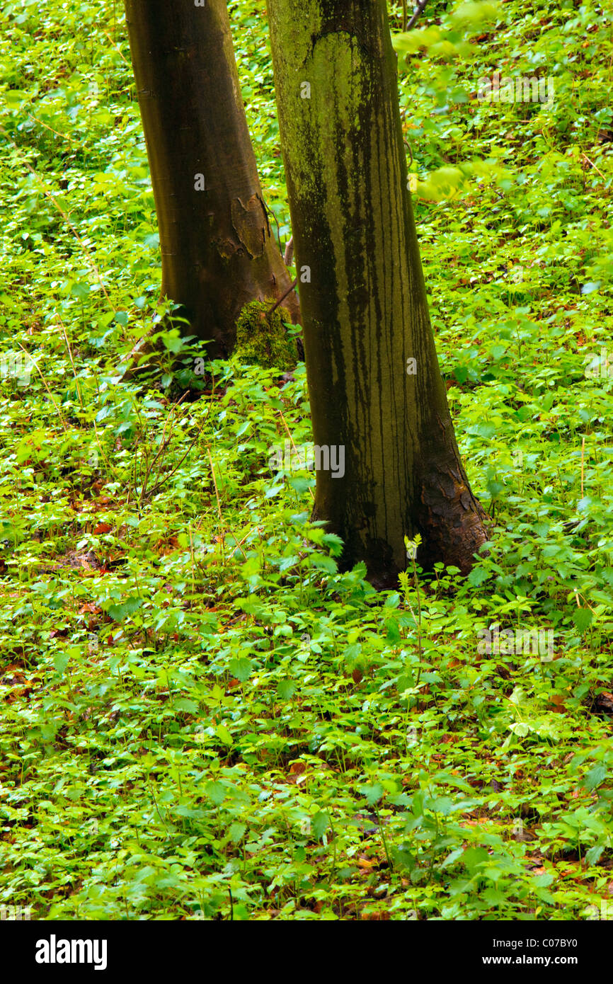Forest ground covered with green vegetation. Wet tree trunks after rain ...