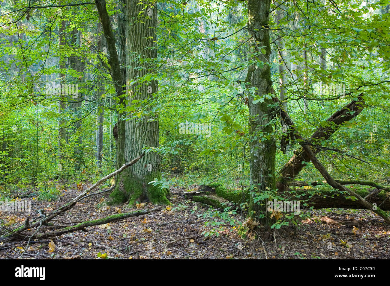 Deciduous Forest Oak Tree