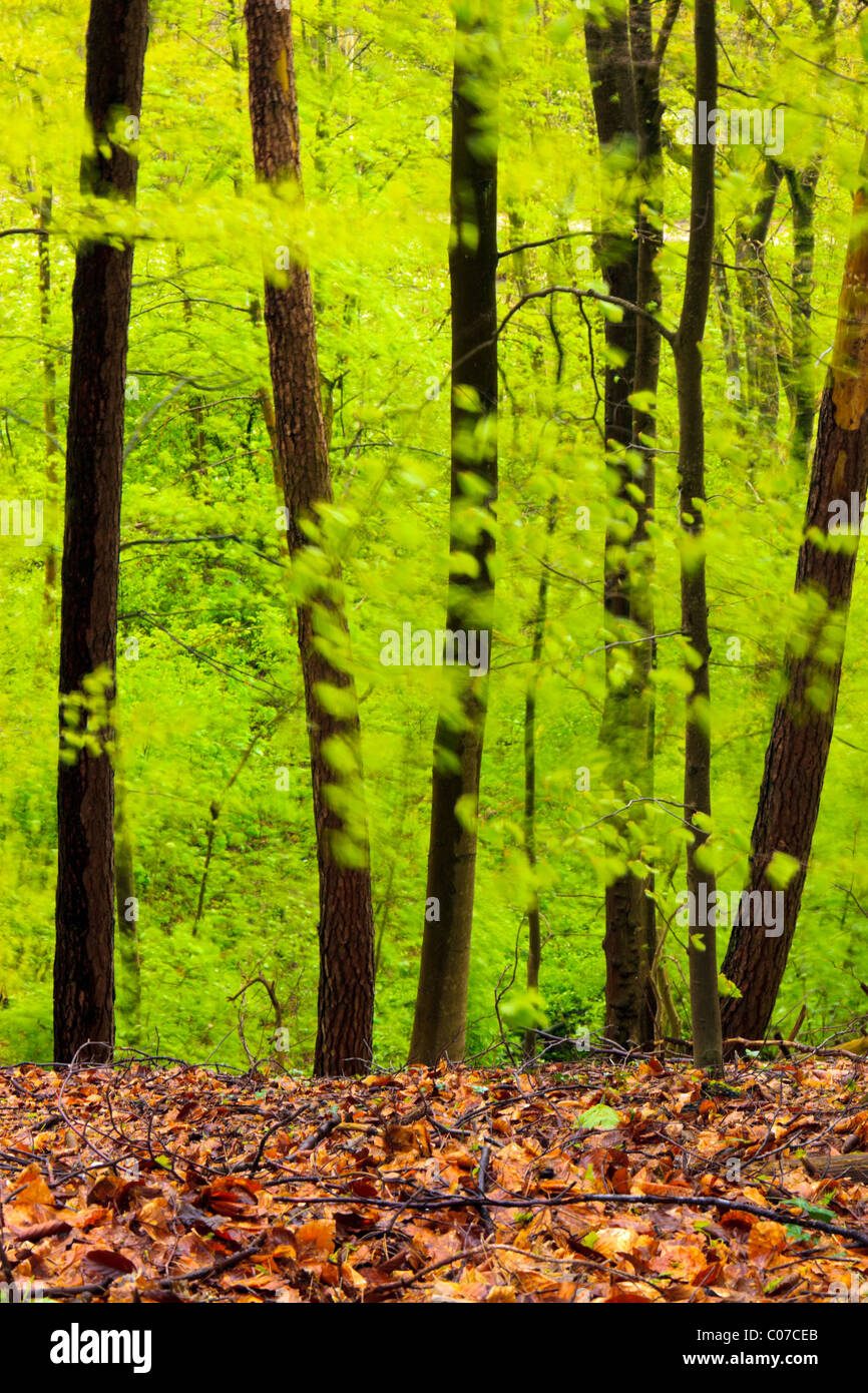 Rain in forest trees stand hi-res stock photography and images - Alamy