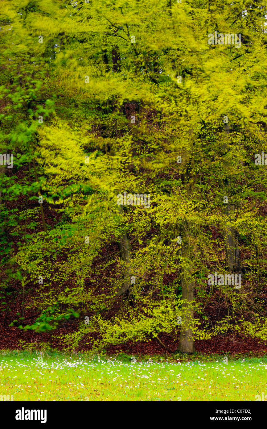 Wind moving trees in beautiful hi-res stock photography and images - Alamy