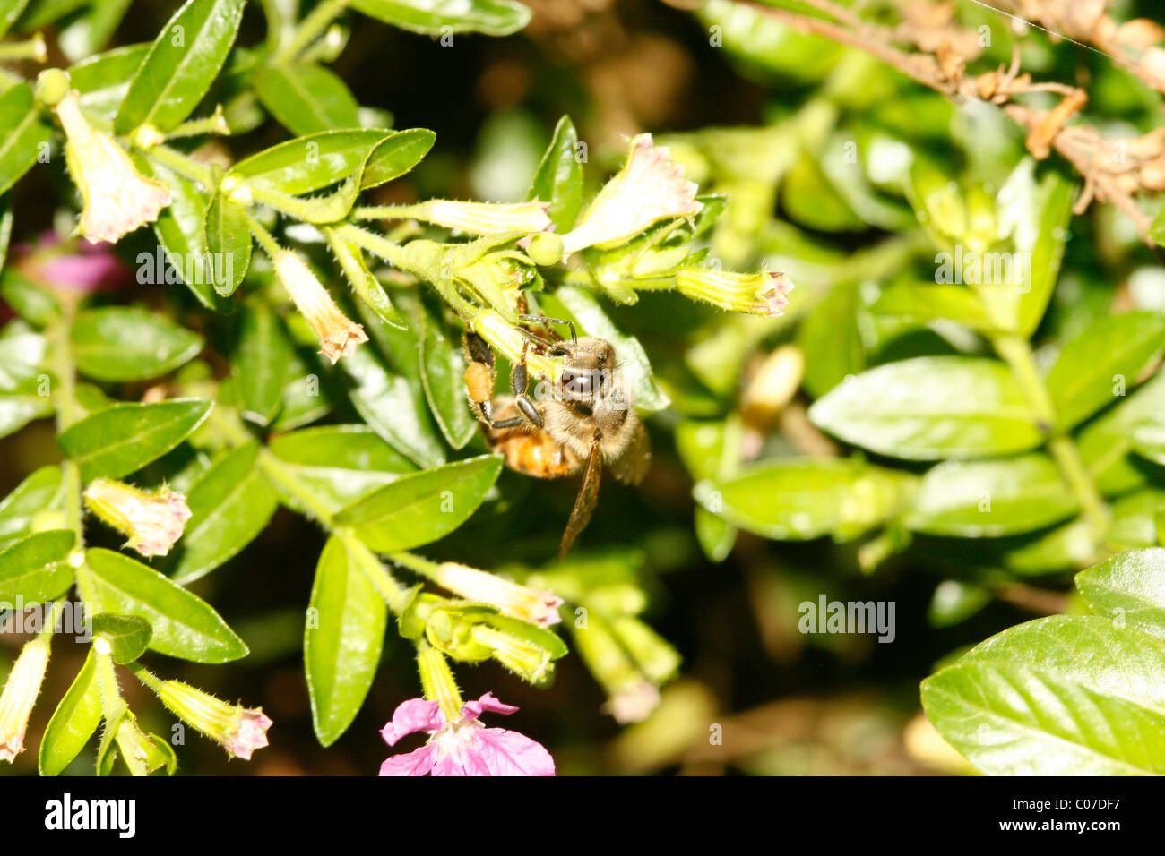 Insect collecting hi-res stock photography and images - Alamy