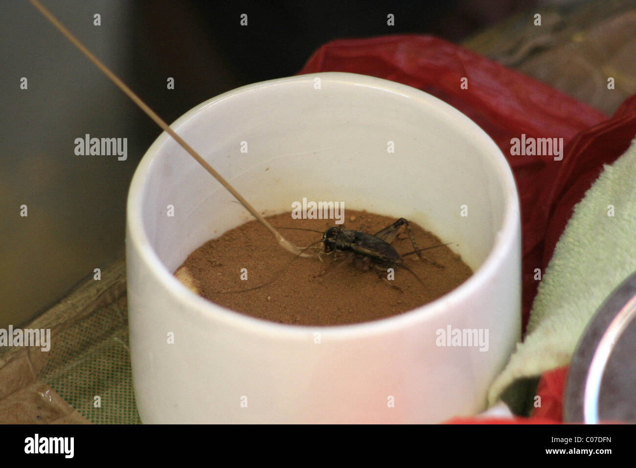 CRICKET BATTLE Hundreds of insect vendors in Beijing set up stall to ...